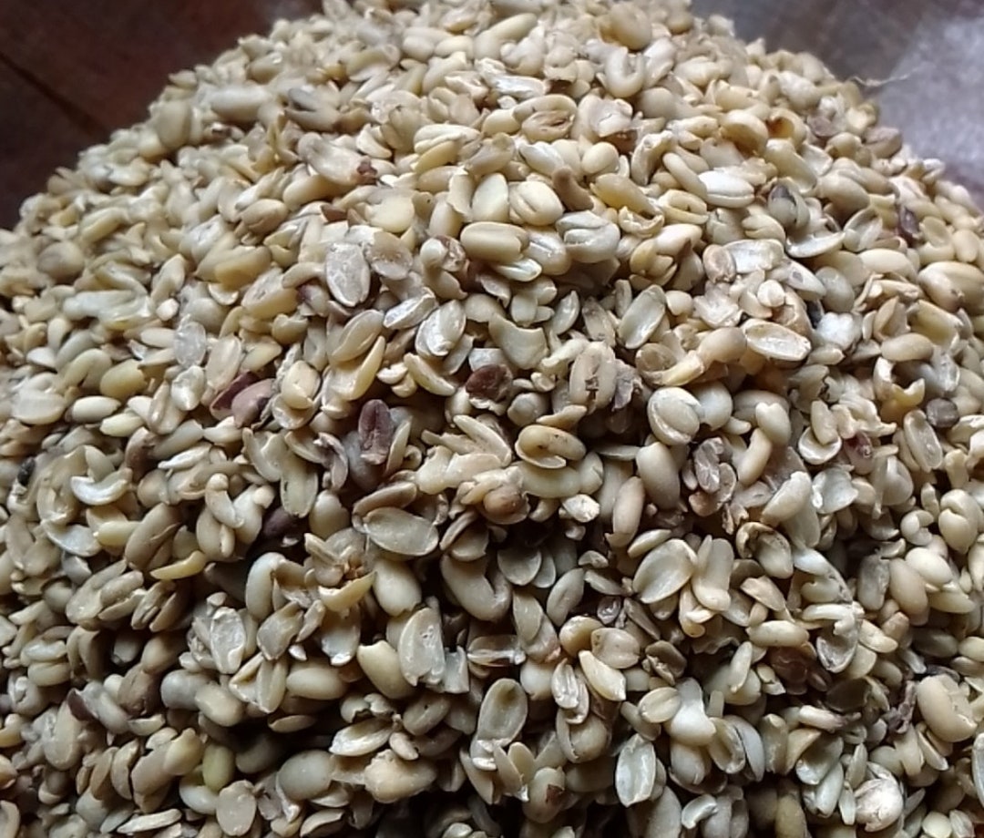 Ukwa African Breadfruit - Etsy