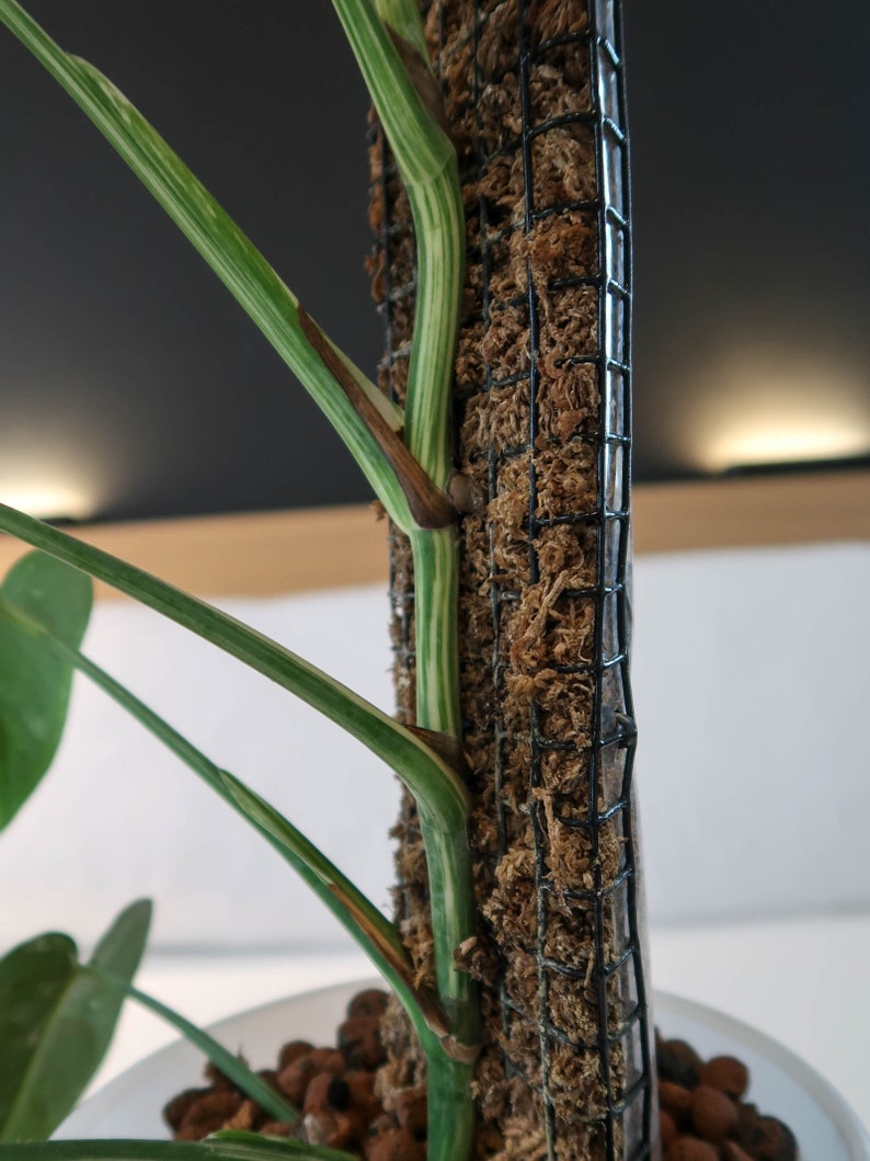 Moss Poles handmade Half Moon Grid Moss Poles for Leca Pon - Etsy