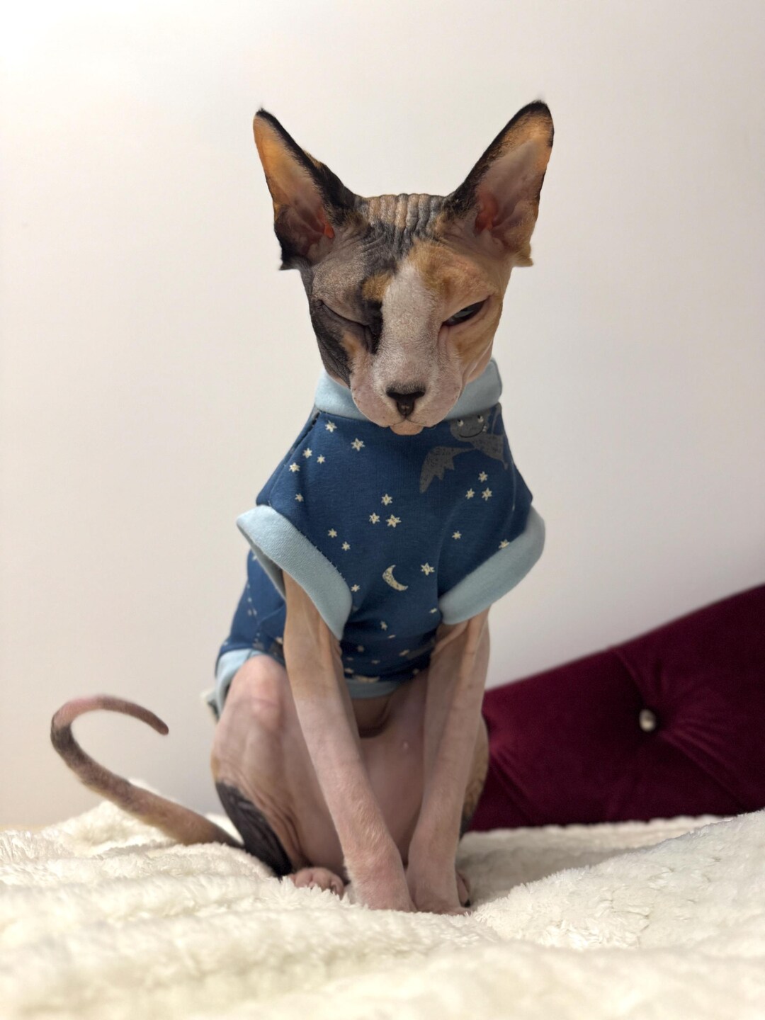 Sphynx Cat Jumper: Elastic Cotton Jersey With Bats - Etsy