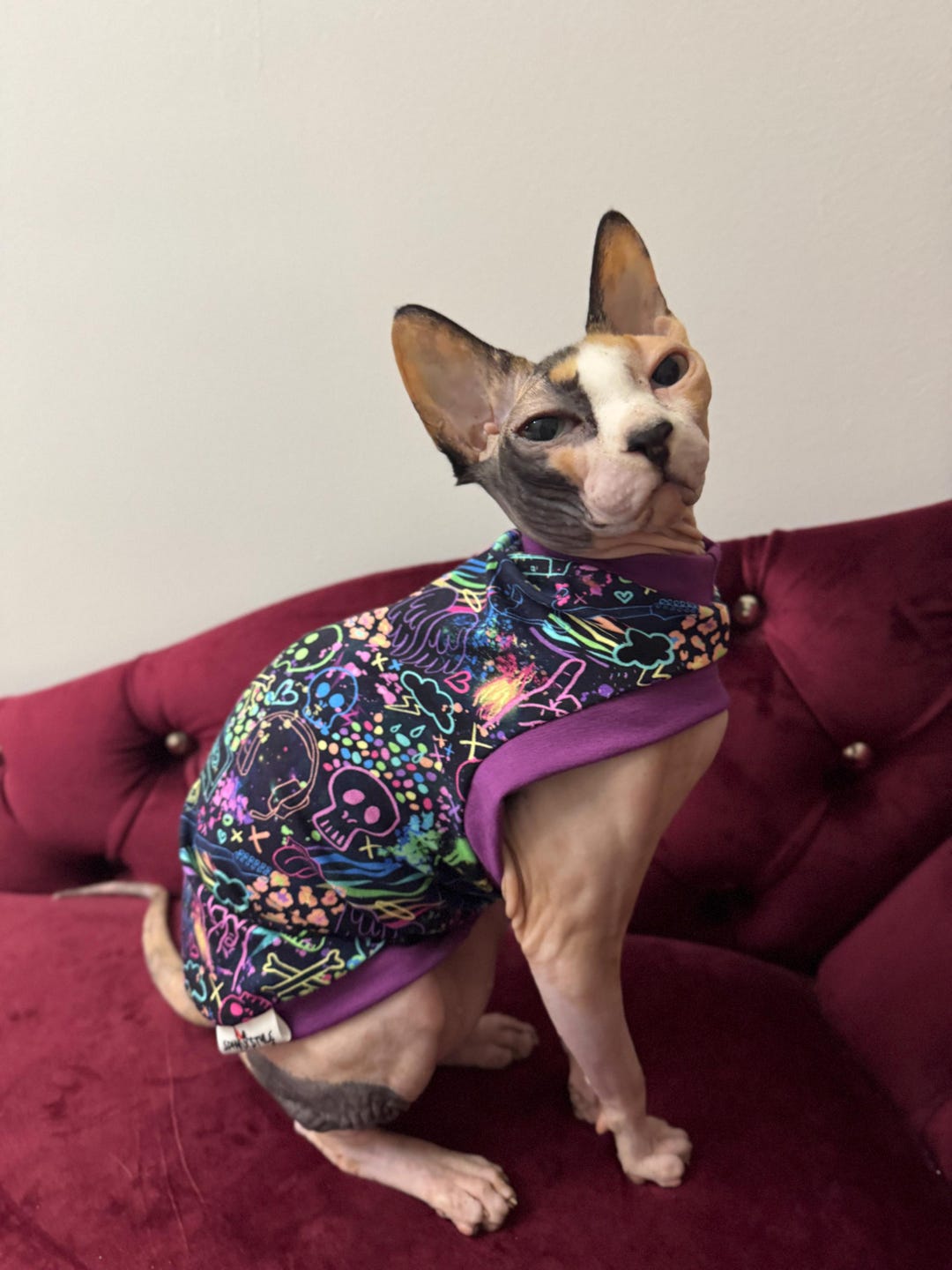 Cotton Sphynx Cat T-shirt: Neon Doodles - Etsy