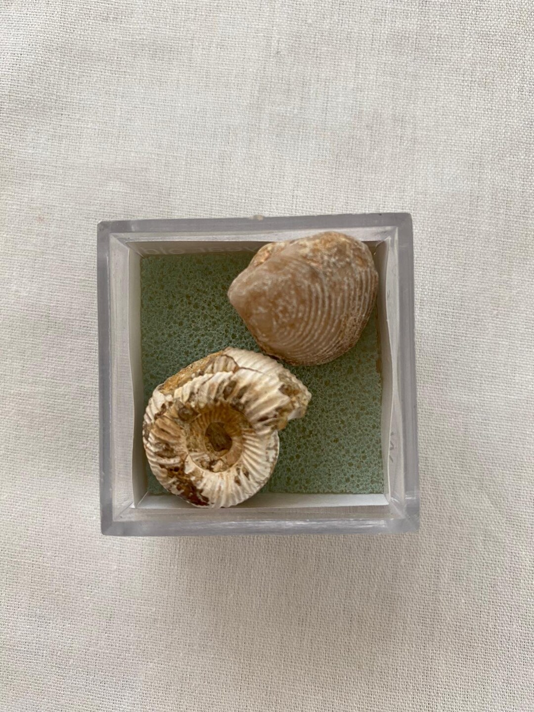 Million Years Old Fossils,snail Slugs Conchs Whelks and Limpets - Etsy