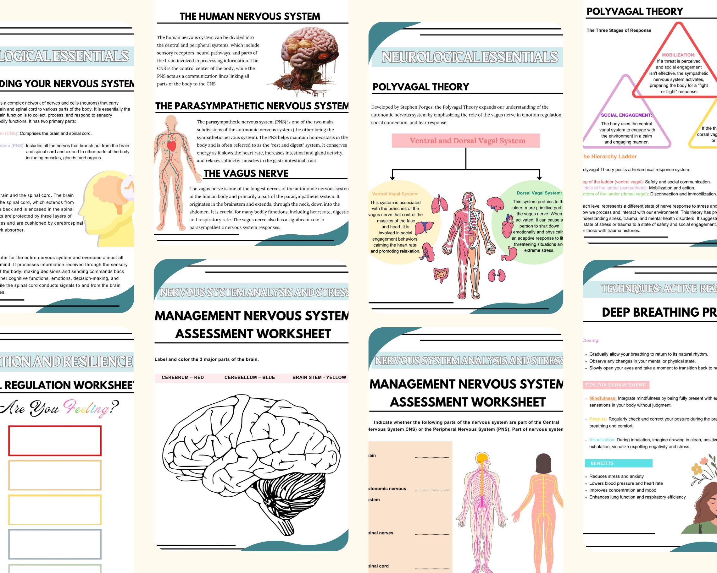 Nervous System Regulation Workbook, Somatic Exercise Polyvagal Theory ...