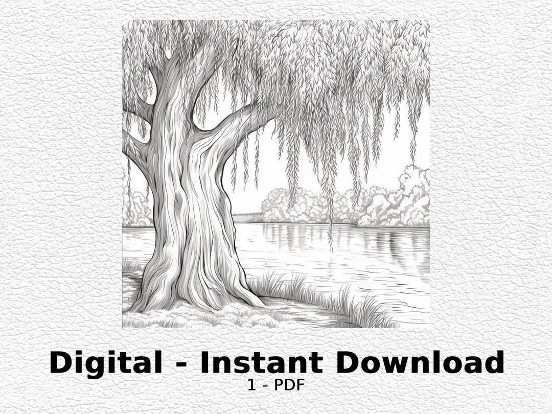 Gracefulweeping Willow - Coloring Page Digital Coloring Page- Coloring ...