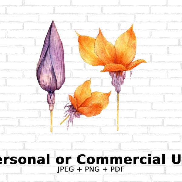 Saffron Watercolor - Etsy
