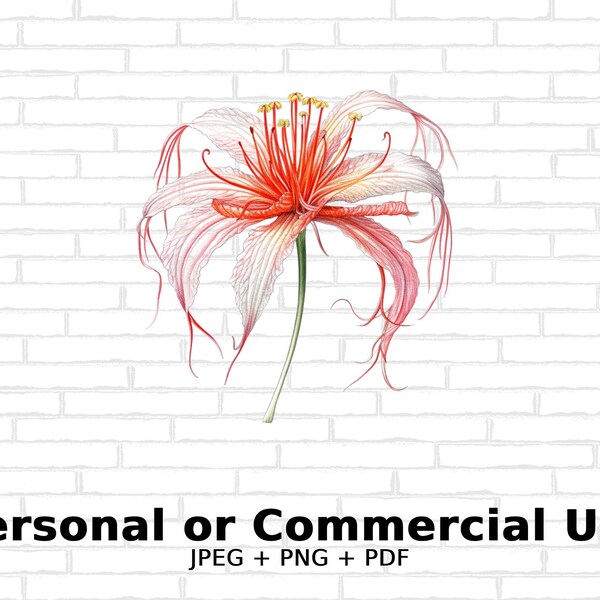 Spider Lily Svg - Etsy