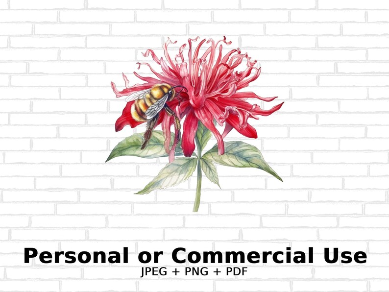 Watercolor Flowers - Watercolor Bee Balm- SVG Flowers, PNG Floral ...
