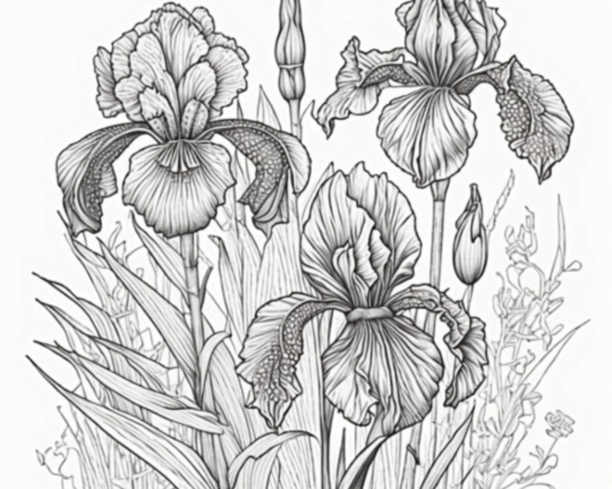 55 Flower Collection Coloring Page, Adults Kids Instant Download ...