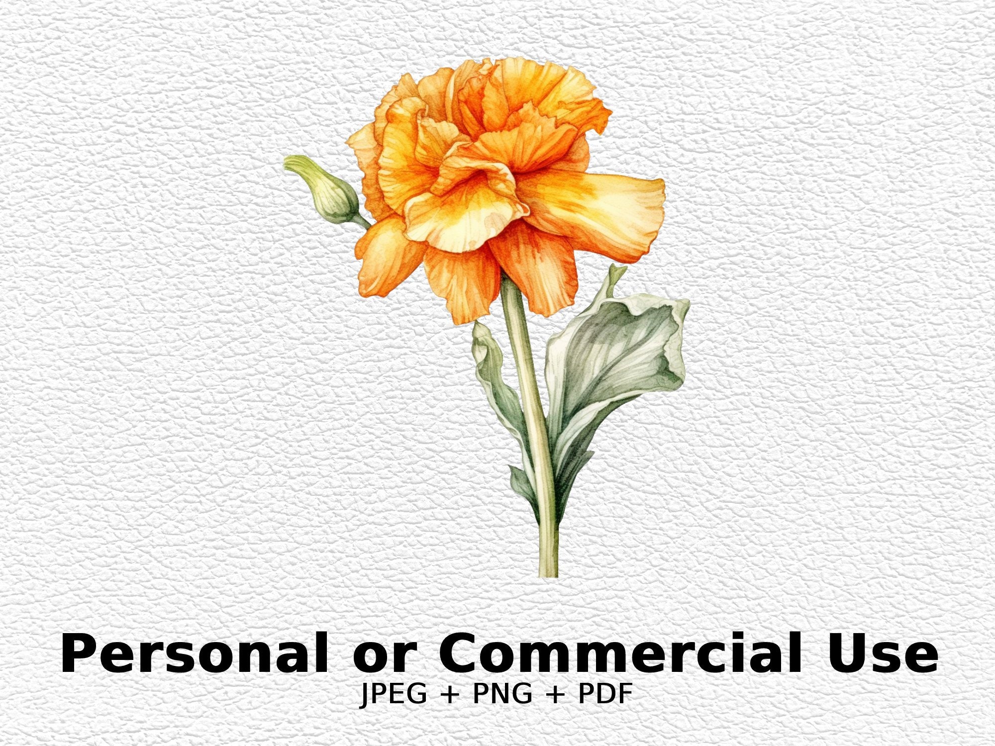 Watercolor Narcissus - SVG Flowers, PNG Floral Clipart for Commercial ...