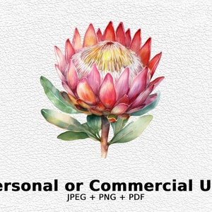 Watercolor Protea SVG Flowers, PNG Floral Clipart for Commercial Use ...