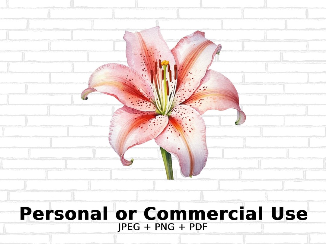 Watercolor Stargazer Lily SVG Flowers, PNG Floral Clipart for ...
