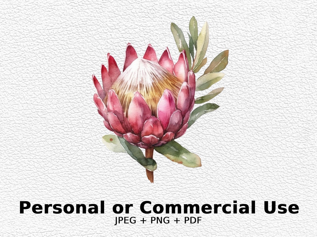 Watercolor Protea - SVG Flowers, PNG Floral Clipart for Commercial Use ...