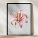 Watercolor Flowers Watercolor Stargazer Lily SVG Flowers, PNG Floral ...