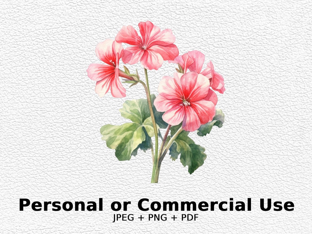 Watercolor Geranium SVG Flowers, PNG Floral Clipart for Commercial Use ...