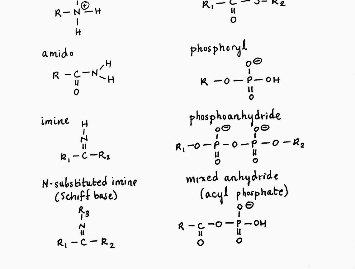 Common Functional Groups in Biomolecules - Digital Download ...