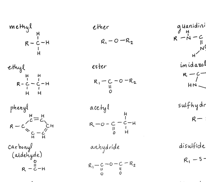 Common Functional Groups in Biomolecules - Digital Download ...