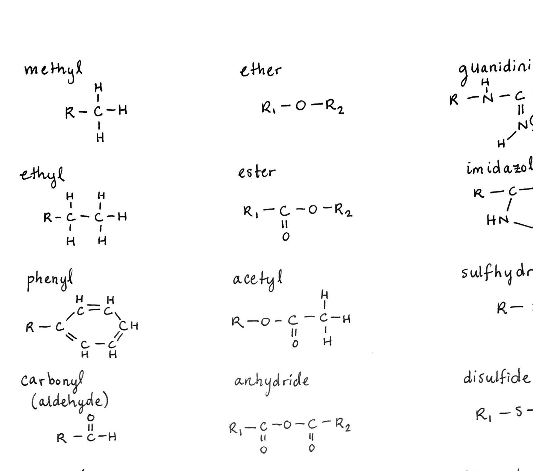 Common Functional Groups In Biomolecules Digital Download