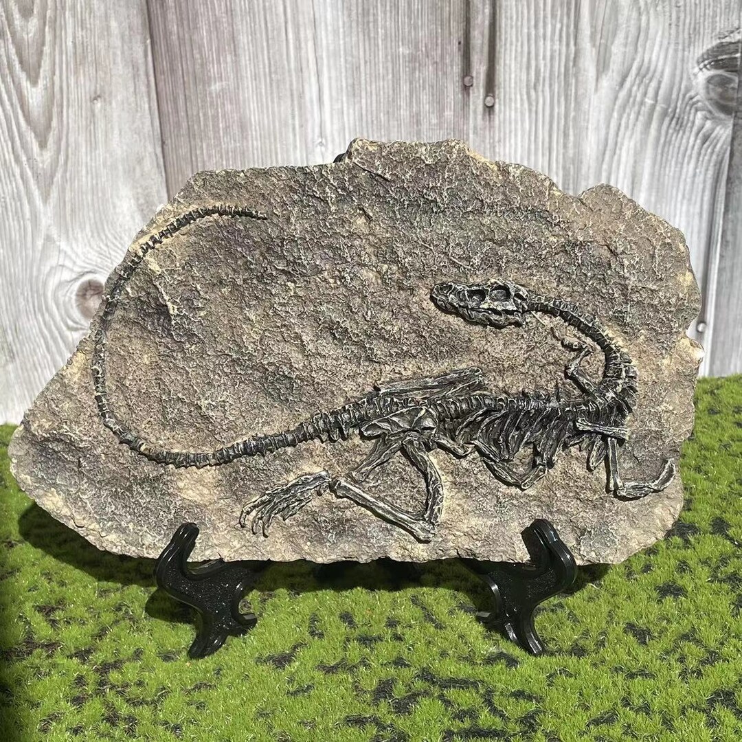 Fósil de dragón antiguo, fósil antiguo, regalo de moda para decoración ...