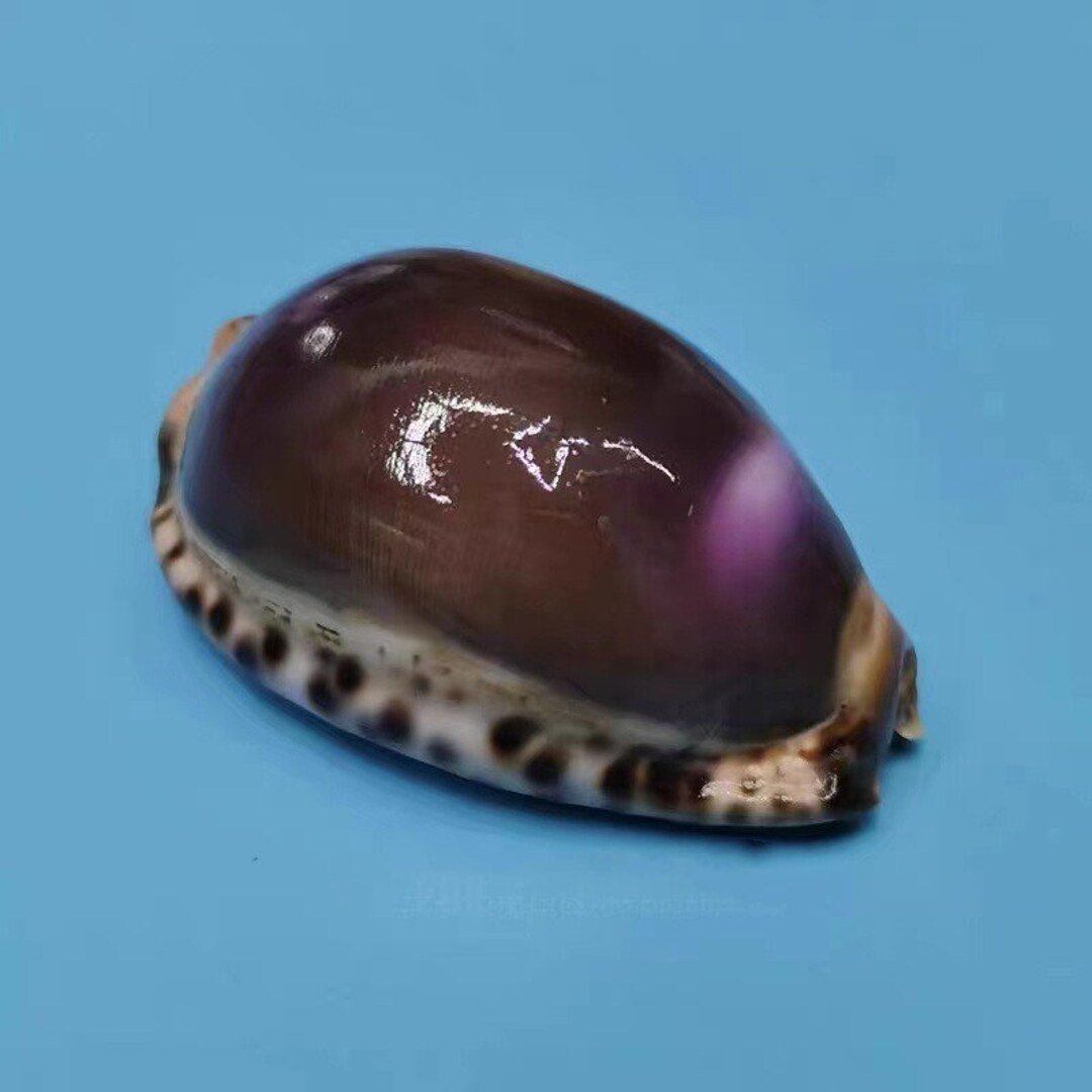 Natural Rossell's Cowryrossell's Cowrie Fish Tank Landscape Specimen 5 ...