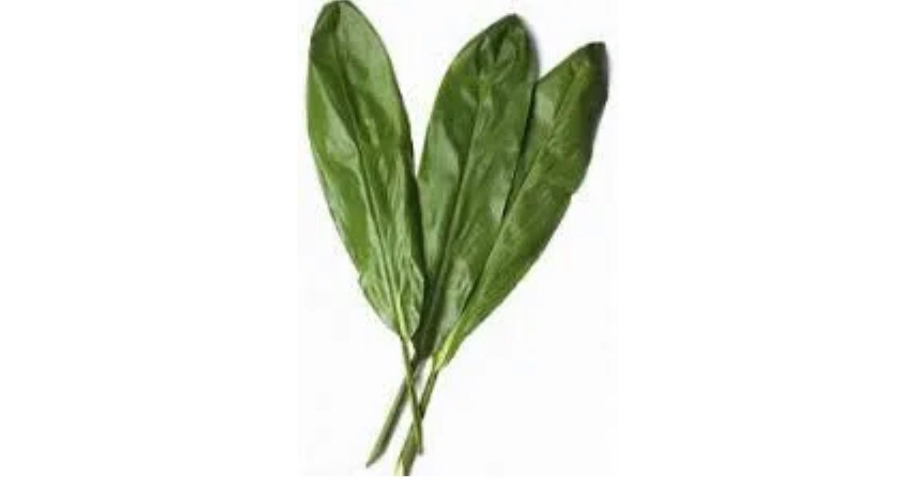 Green Ti Leaf