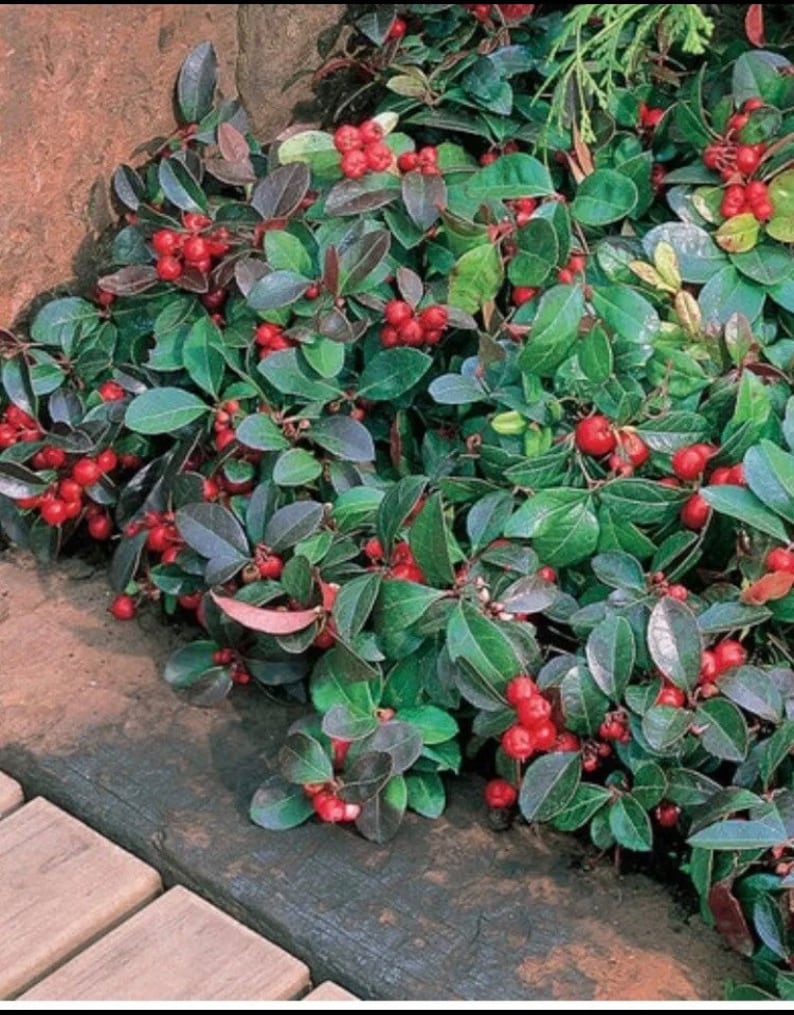 25 Wintergreen Plants / Teaberry Plants gaultheria - Etsy