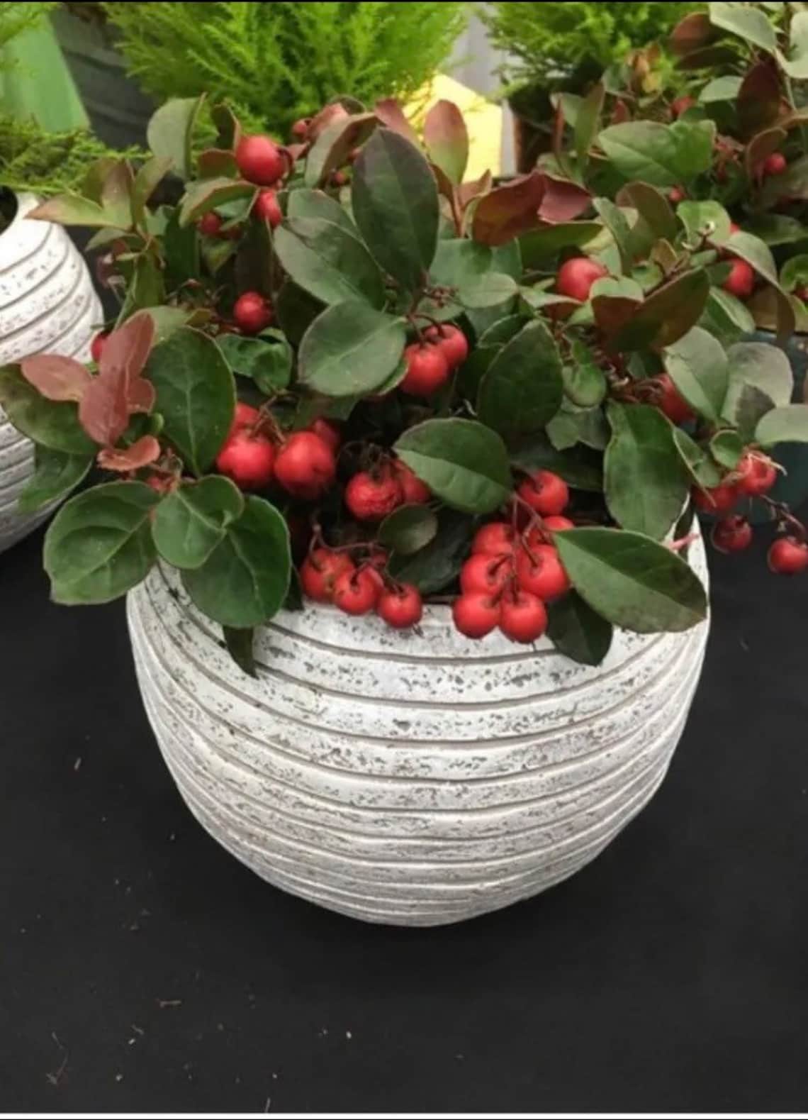 25 Wintergreen Plants / Teaberry Plants gaultheria - Etsy