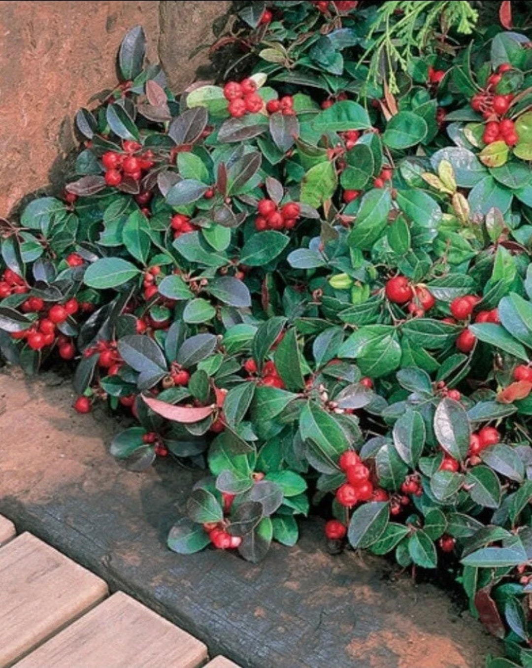 6 Wintergreen Plants (great for Terrariums and Gardens) - Etsy