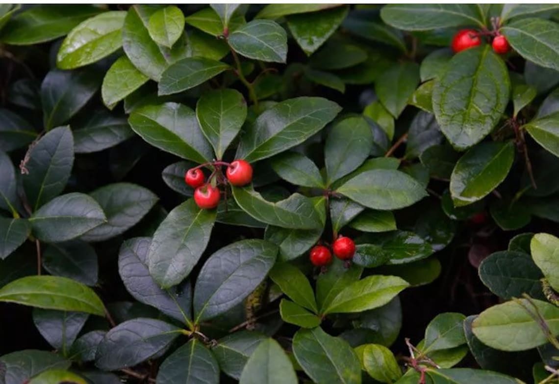 25 Wintergreen Plants / Teaberry Plants gaultheria - Etsy