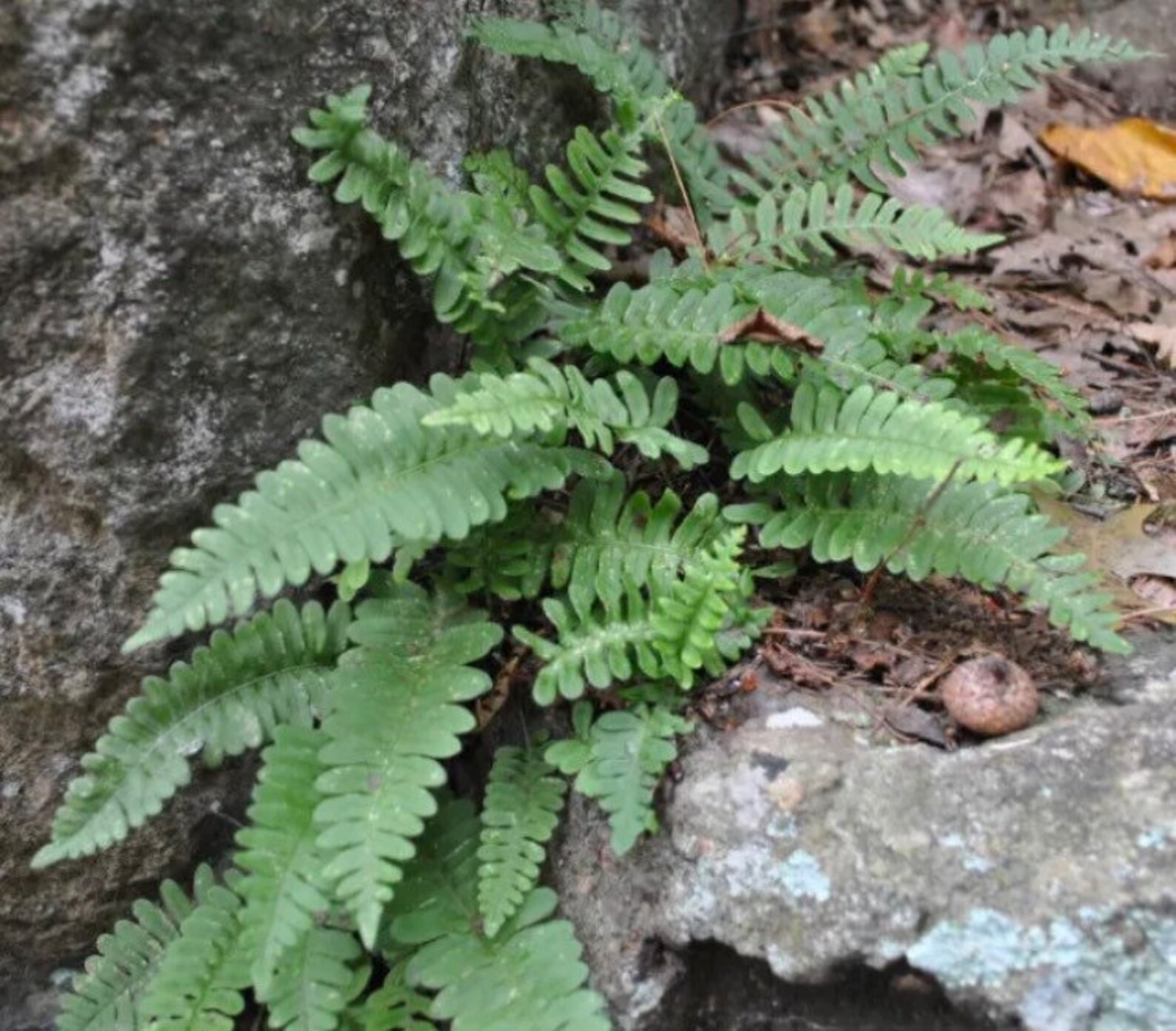 5 ROCK FERNS Plants for Your GARDEN or Terrarium polydodium - Etsy