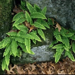 5 ROCK FERNS Plants for Your GARDEN or Terrarium (polydodium ...
