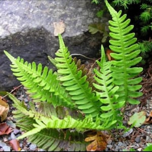 5 ROCK FERNS Plants for Your GARDEN or Terrarium (polydodium ...
