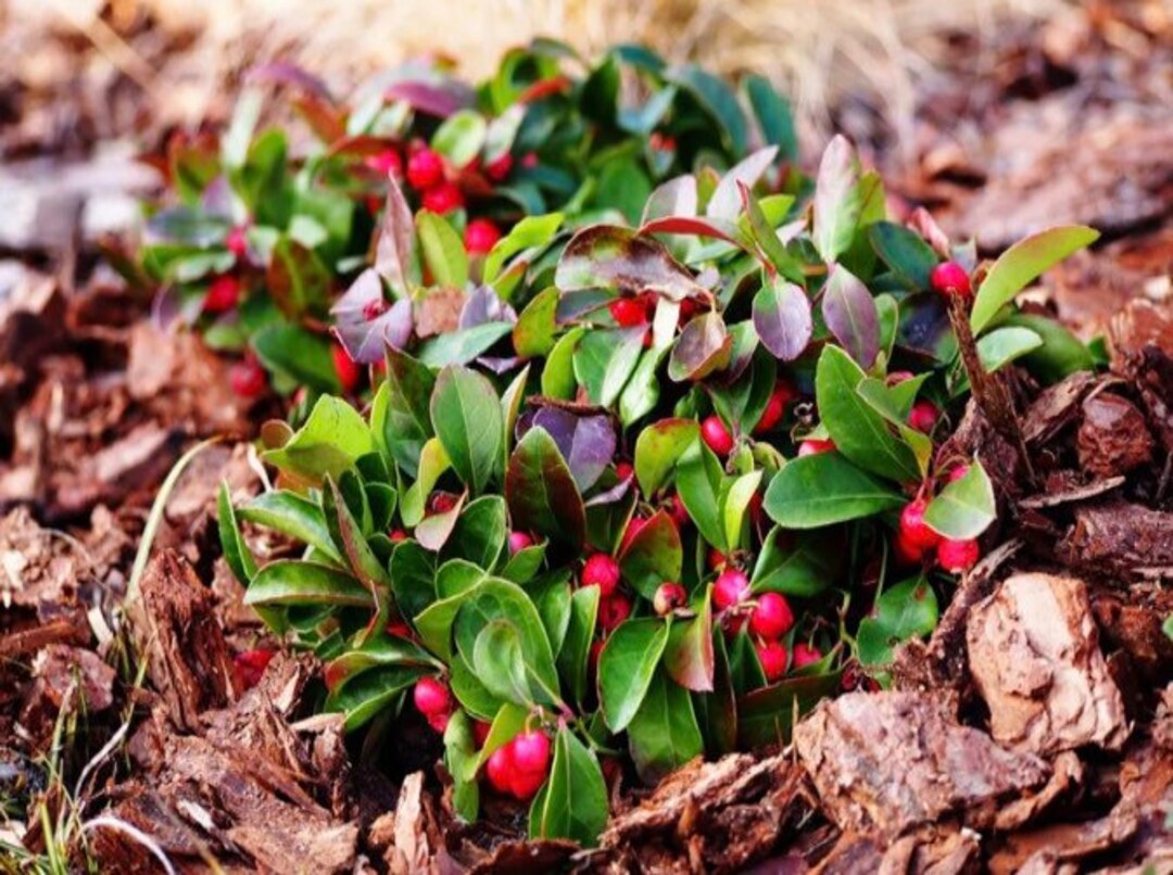 25 Wintergreen Plants / Teaberry Plants (gaultheria Procumbens) - Etsy