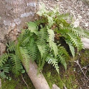 5 ROCK FERNS Plants for Your GARDEN or Terrarium (polydodium ...