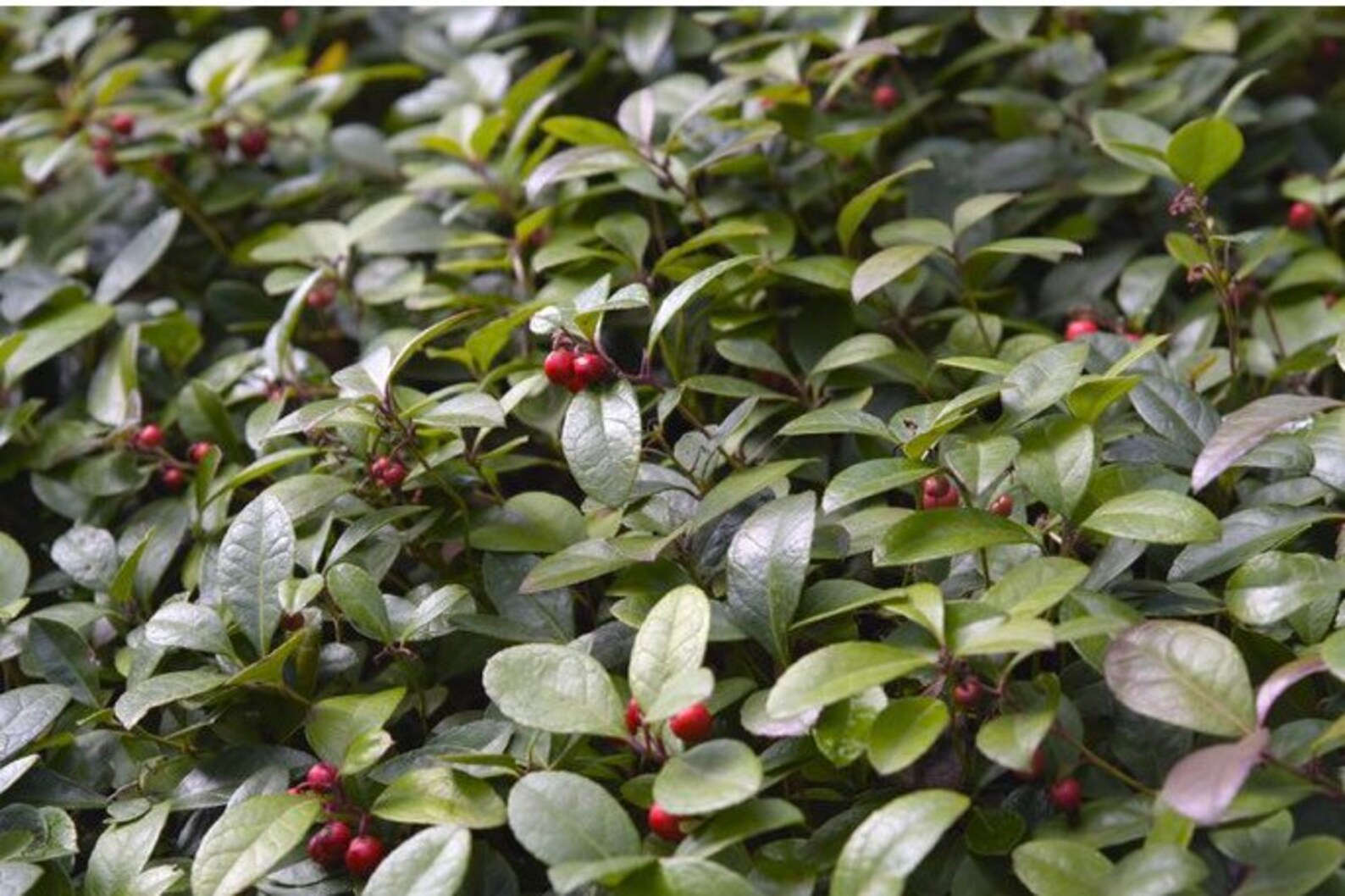 25 Wintergreen Plants / Teaberry Plants gaultheria - Etsy