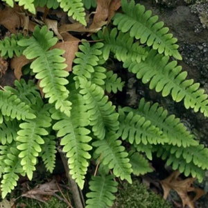 5 ROCK FERNS Plants for Your GARDEN or Terrarium (polydodium ...
