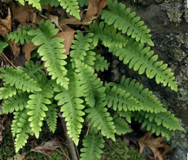 5 ROCK FERNS Plants for Your GARDEN or Terrarium polydodium - Etsy