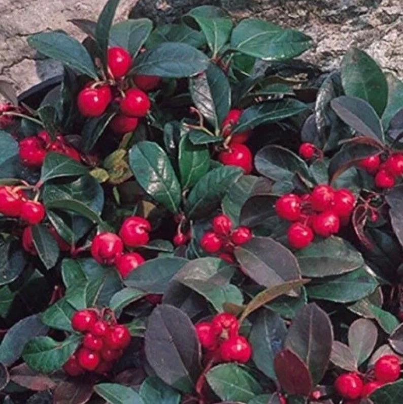 25 Wintergreen Plants / Teaberry Plants gaultheria - Etsy