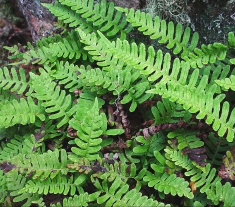 5 ROCK FERNS Plants for Your GARDEN or Terrarium polydodium - Etsy