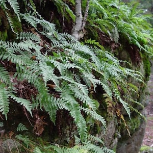 5 ROCK FERNS Plants for Your GARDEN or Terrarium (polydodium ...