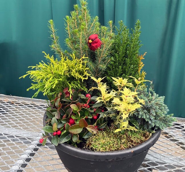 25 Wintergreen Plants / Teaberry Plants (gaultheria Procumbens) - Etsy