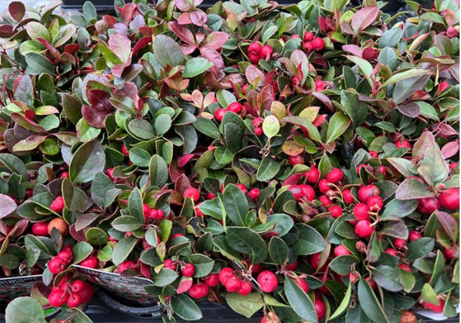 25 Wintergreen Plants / Teaberry Plants gaultheria - Etsy