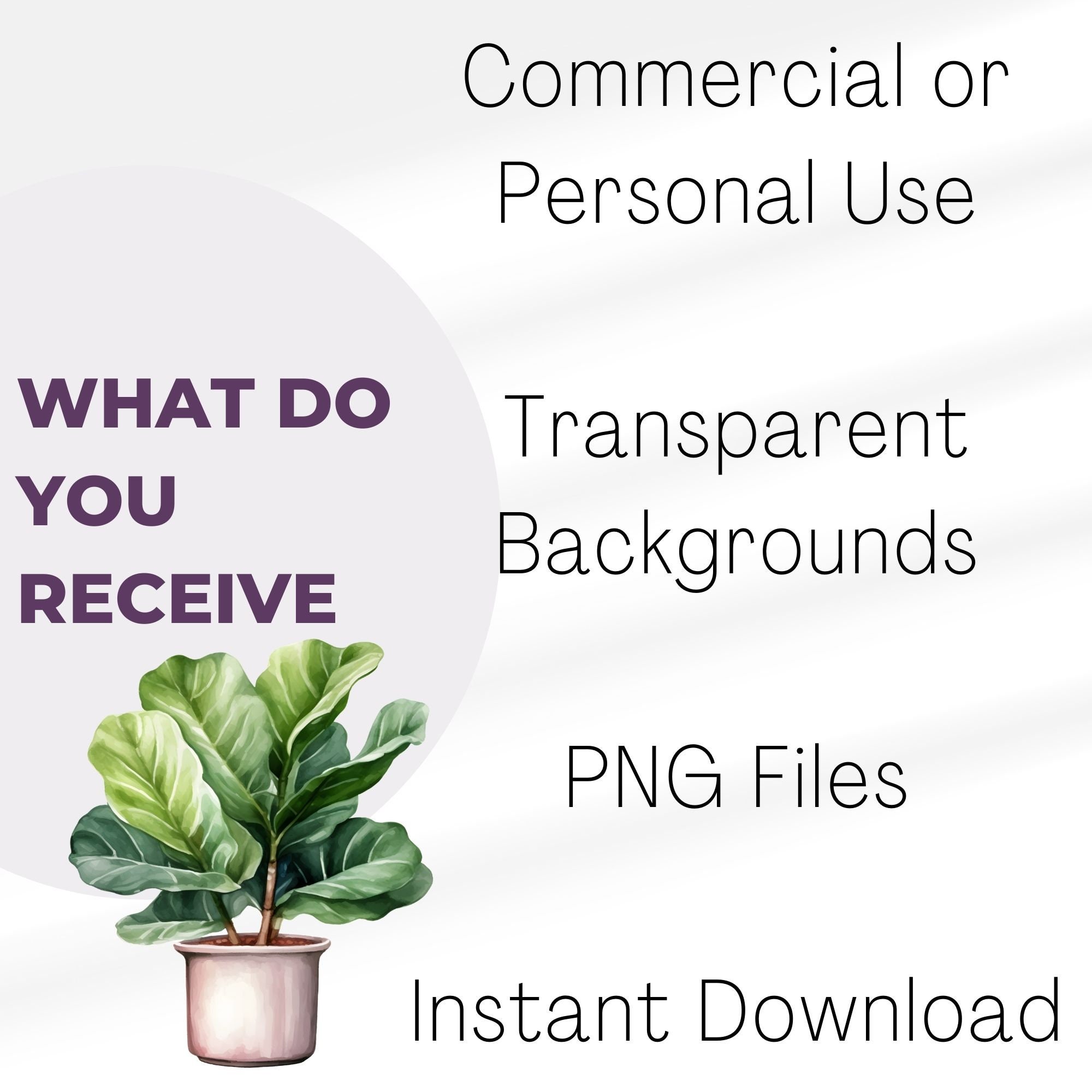 Watercolor 4 Fiddle Leaf Fig Digital Download PNG Graphics - Etsy