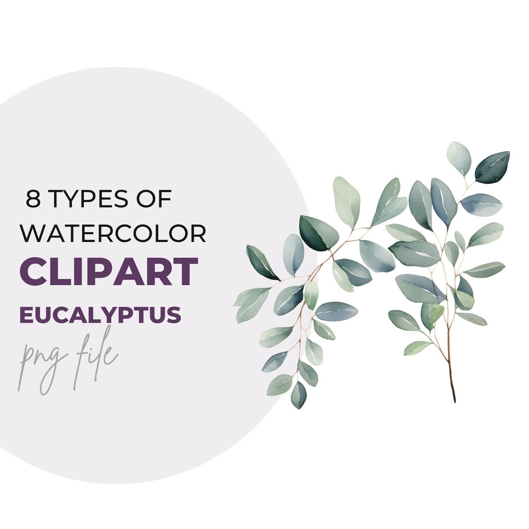 Watercolor 8 Eucalyptus Digital Download PNG Graphics Commercial or ...