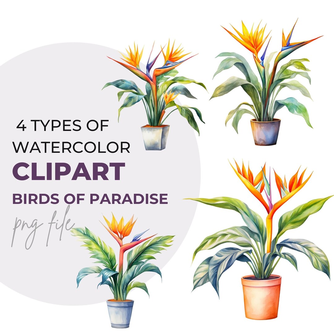 Watercolor 4 Birds of Paradise Digital Download PNG Graphics Commercial ...