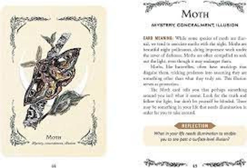 The Green Witch Oracle Deck NEW RELEASE Embrace the Wisdom and Insight ...