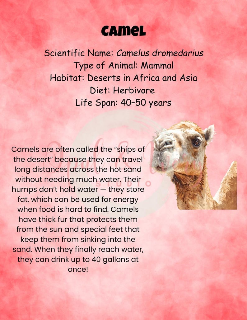 Desert Animals Worksheets | Science Printable | Animal Habitats ...