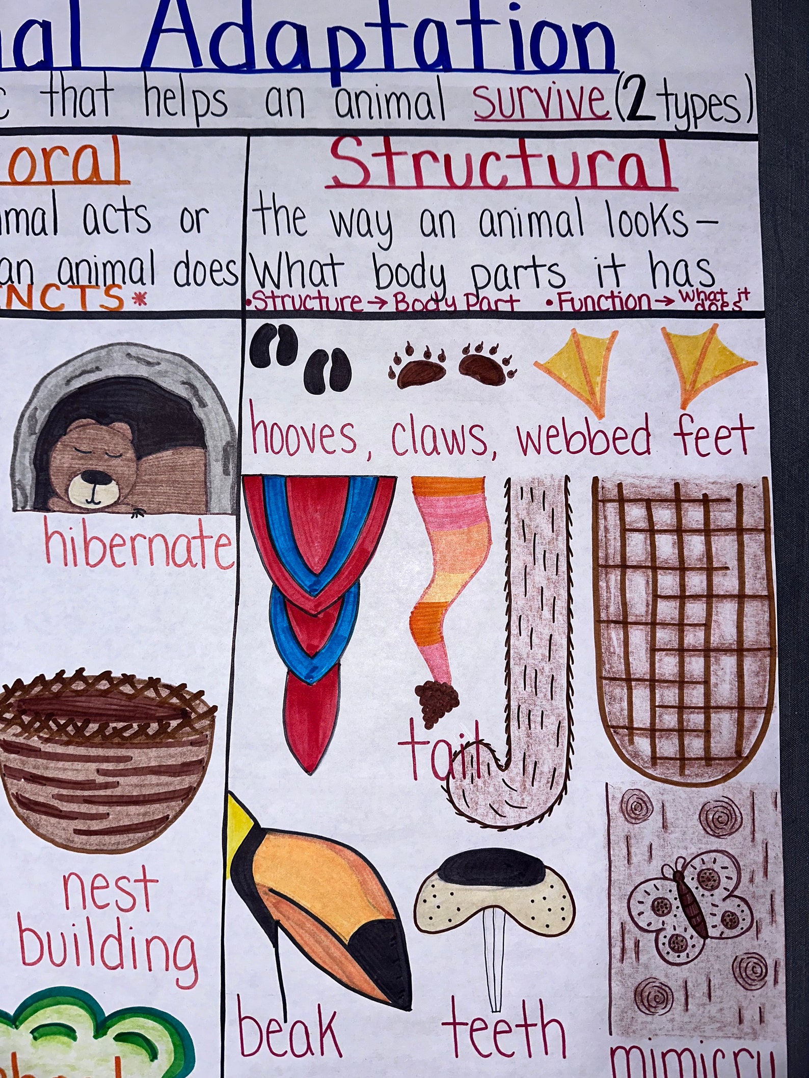 Animal Adaptations Anchor Chart for Elementary, Middle and High School ...