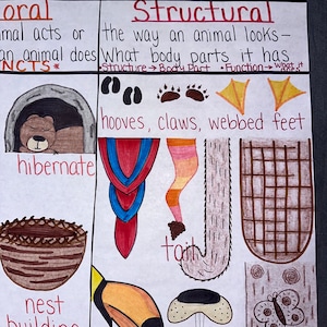 Animal Adaptations Anchor Chart for Elementary, Middle and High School ...