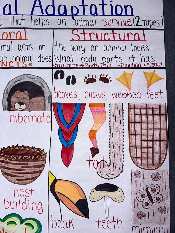 Structural And Behavioural Adaptations Display Poster