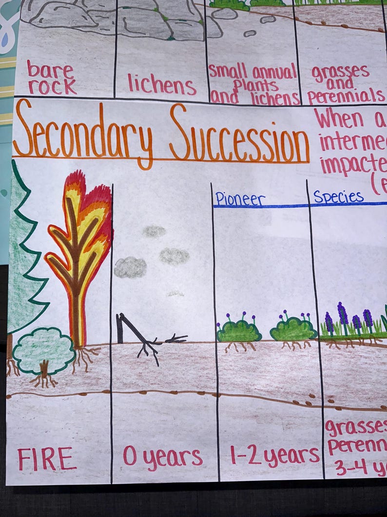 Primary and Secondary Succession for Middle School and High School - Etsy