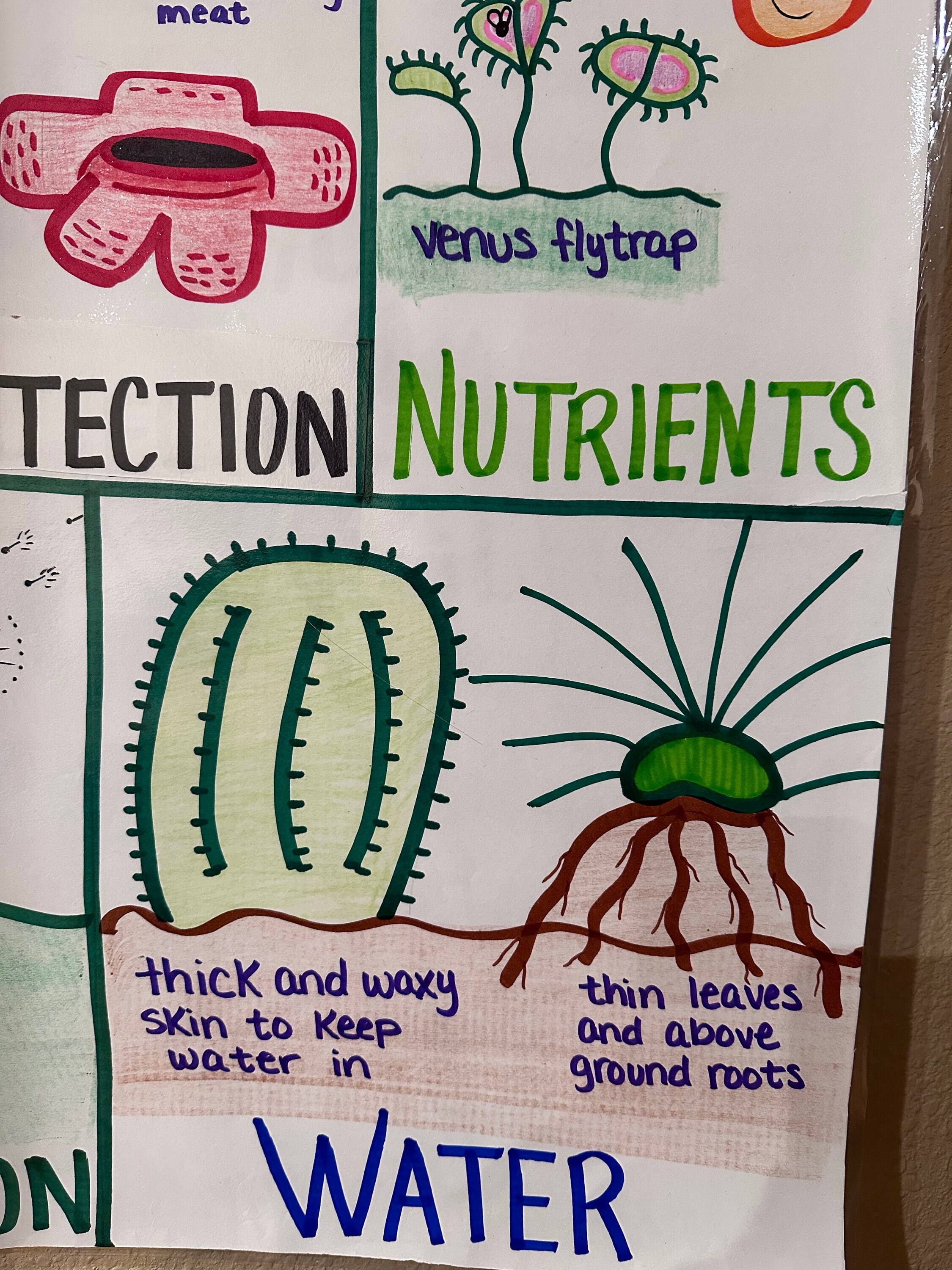 Plant Adaptations Anchor Chart for Elementary, Middle and High School ...